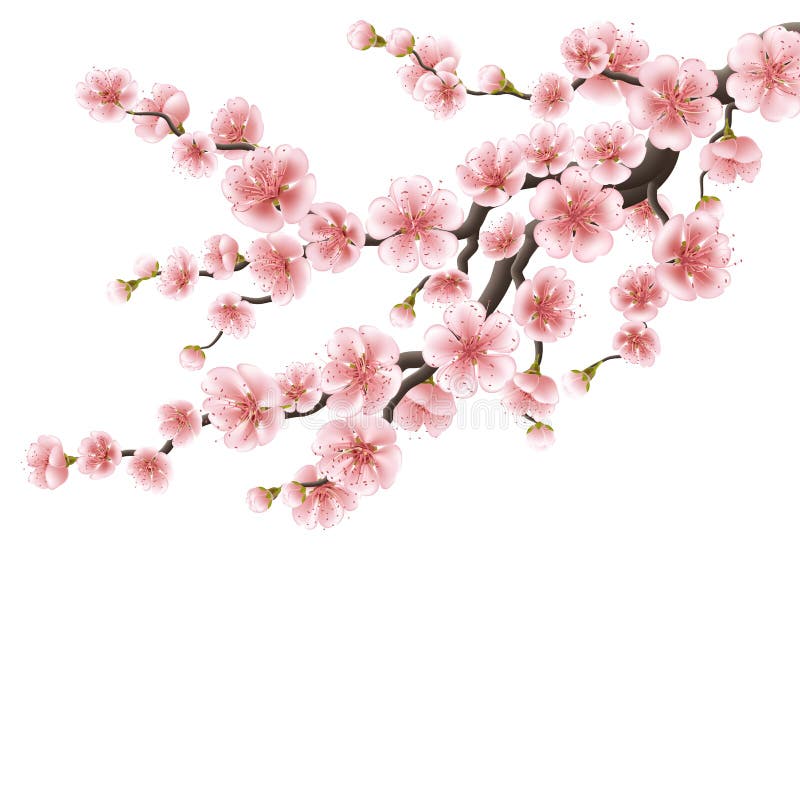 Sakura Japan Cherry Branch Realística Eps 10 Ilustração do Vetor ...