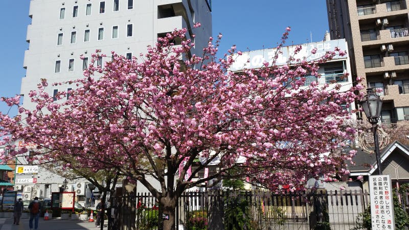 Sakura Japan editorial photography. Image of tokyo, cherry - 60037772