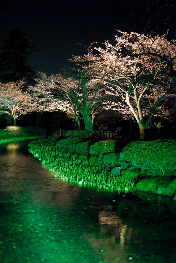 Sakura the Japanese Cherry at Night Stock Image - Image of dark ...