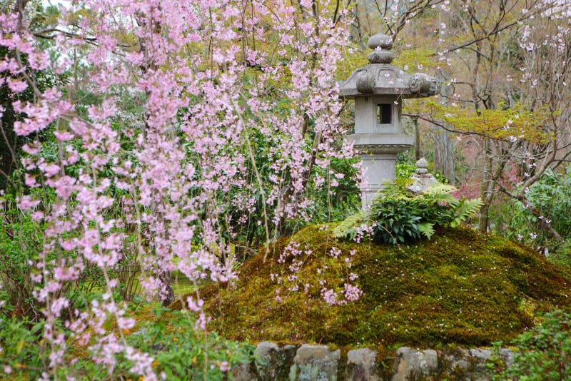 Sakura in Japanese garden stock image. Image of beautiful - 37795513