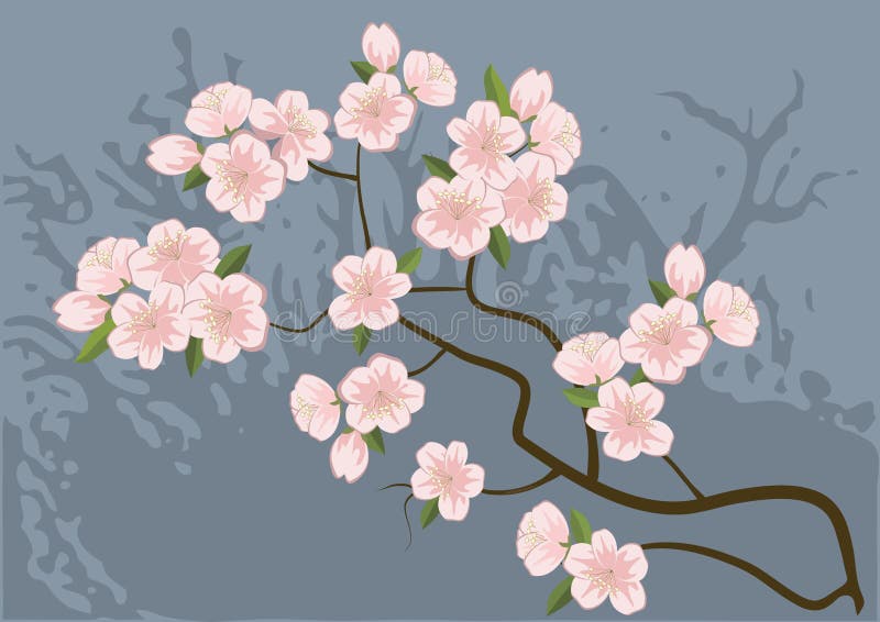 Sakura, kers-boom vector illustratie. Illustration of vrouwelijkheid ...