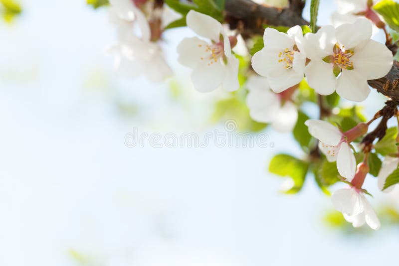 Sakura, Kirschblüte stockfoto. Bild von frisch, platz - 54086958