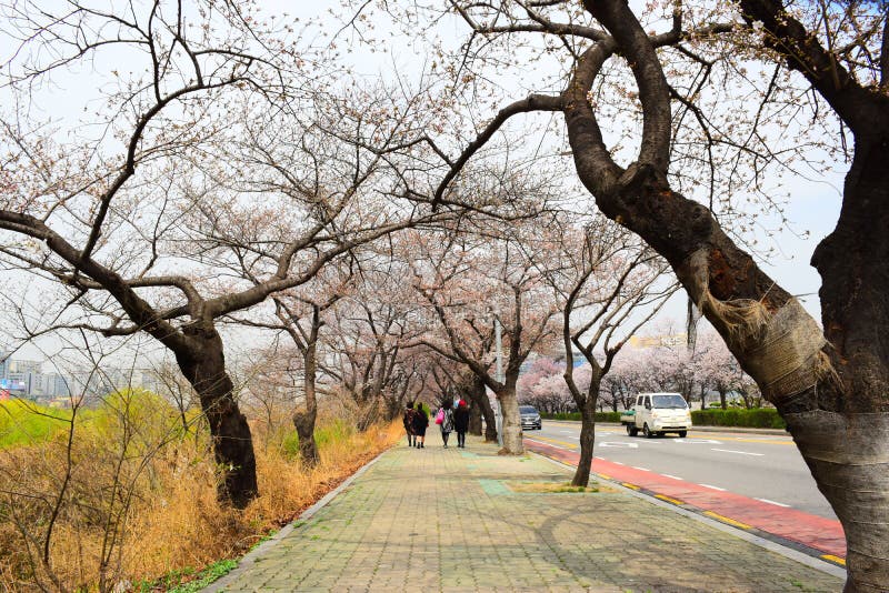 Sakura in Korean Street with Both Side Stock Image - Image of road ...