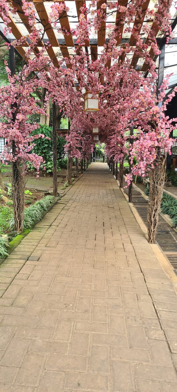 Sakura Looks Alike in Bogor West Java Editorial Stock Image - Image of ...
