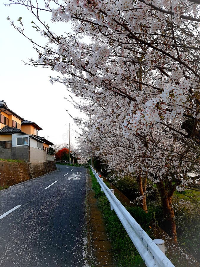 Sakura Michi street stock image. Image of shrub, spring - 202661599