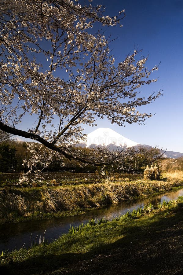 Sakura Picture. Image: 10213413