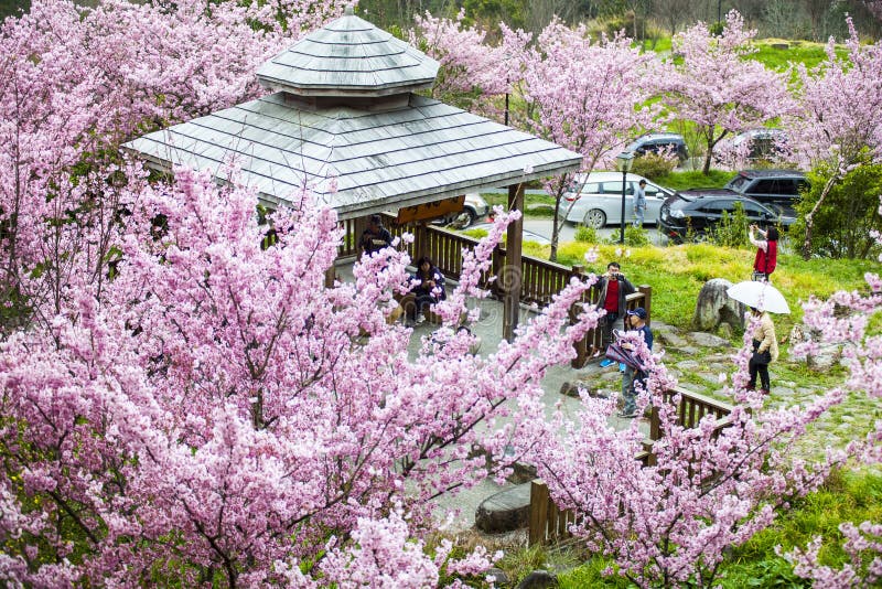 Sakura with Nice Background Editorial Photography - Image of blossoms ...