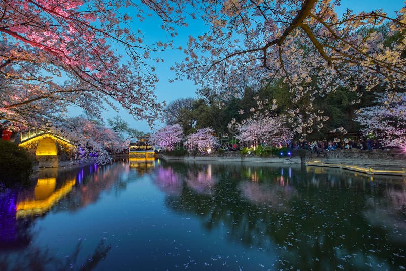 Sakura night scene stock photo. Image of lake, sakura - 92113258