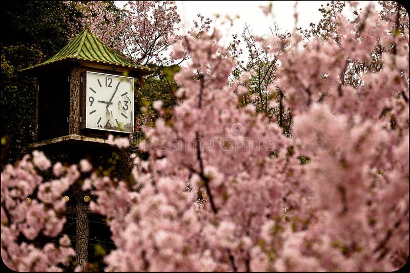 Sakura With Old Style Clock Picture. Image: 18782880
