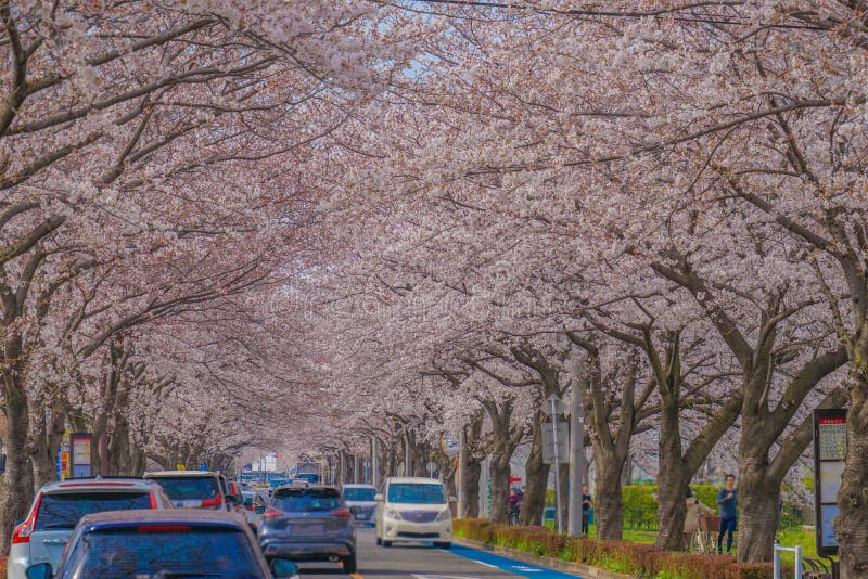 Sakura in Osawa, Mitaka City Stock Image - Image of japan, tunnel ...