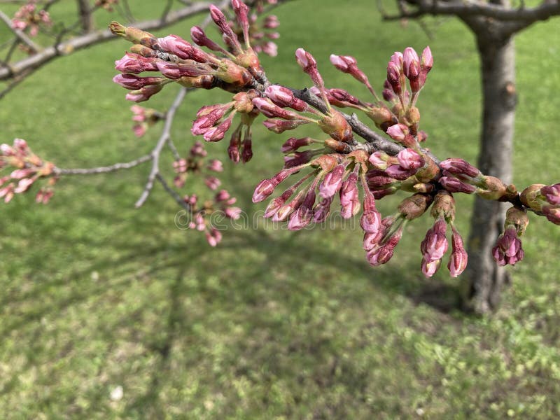 Sakyra Park Stock Photos - Free & Royalty-Free Stock Photos from Dreamstime