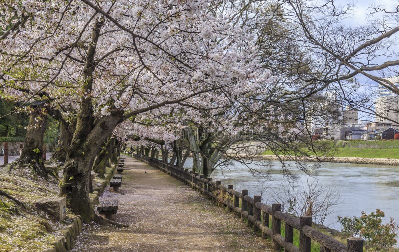 Sakura path stock photo. Image of natural, bloom, blooming - 23798308