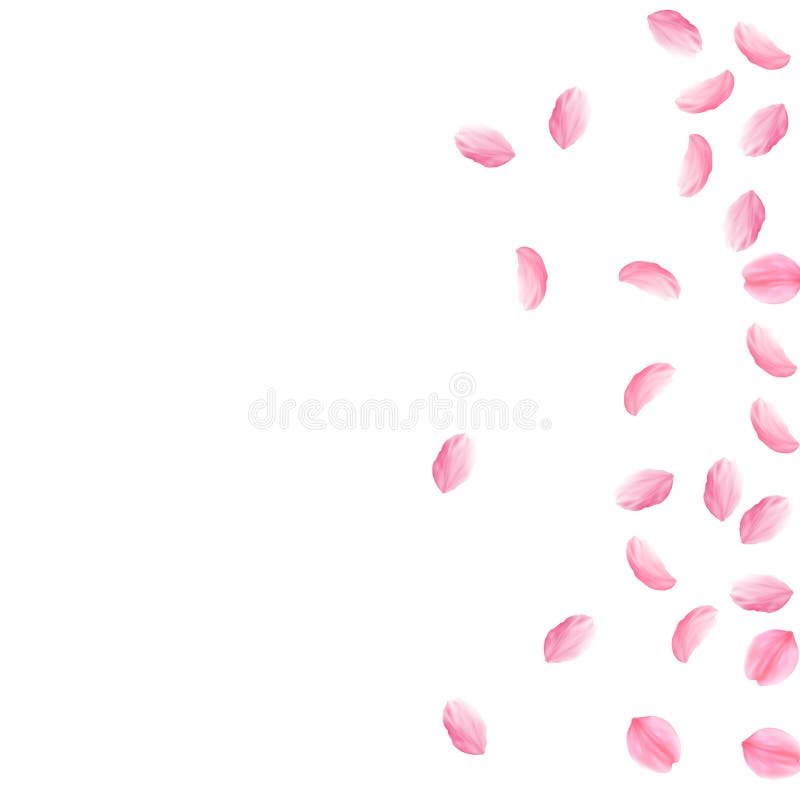 Sakura Petals Falling Down. Romantic Pink Silky Medium Flowers. Sparse ...