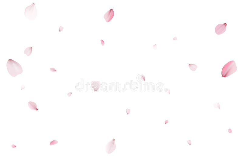 Sakura Petals. Realistic Vector Illustration. Stock Vector ...