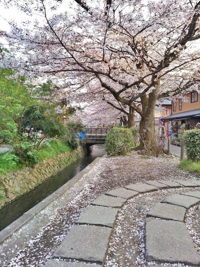 Sakura path stock photo. Image of natural, bloom, blooming - 23798308