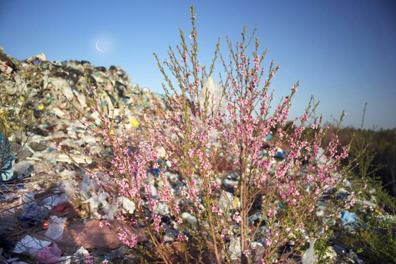 Sakura On A Pile Of Garbage Stock Image Image Of Colorful Country 146280165