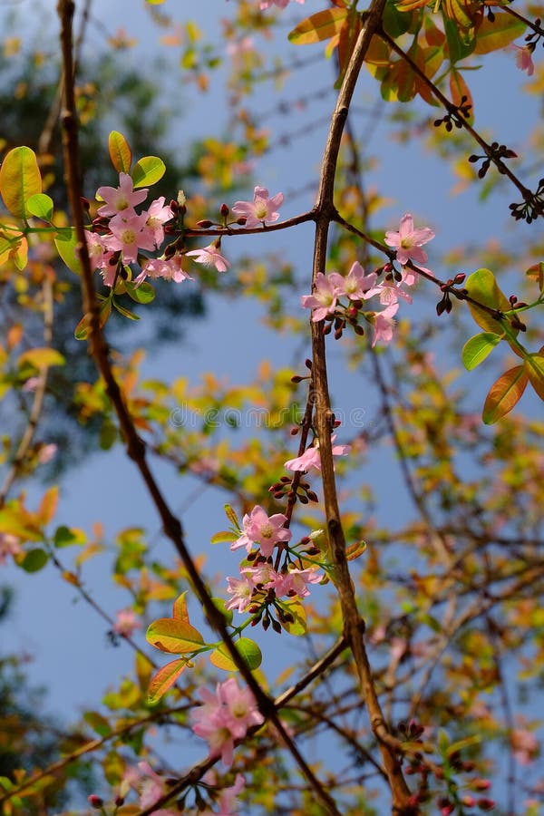 Sakura pink blossom stock photo. Image of branch, sakura - 80372044