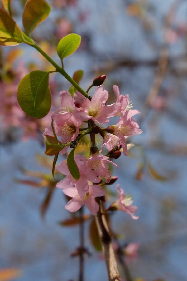 Sakura pink stock photo. Image of cherry, nature, blossom - 80371870