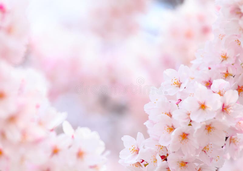 Sakura stock image. Image of japan, close, flora, detail - 37992907