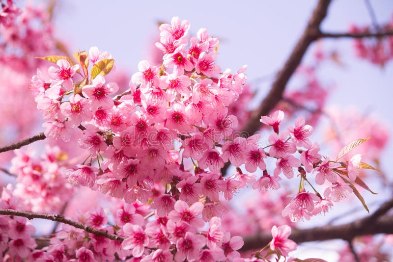Sakura pink flower stock photo. Image of beautiful, fresh - 37794100