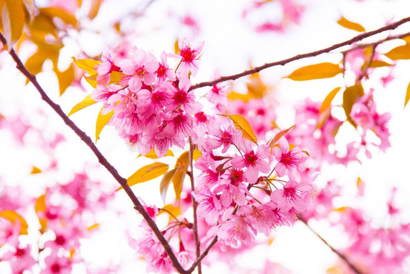 Sakura pink flower stock image. Image of botanical, blossoming - 37794351