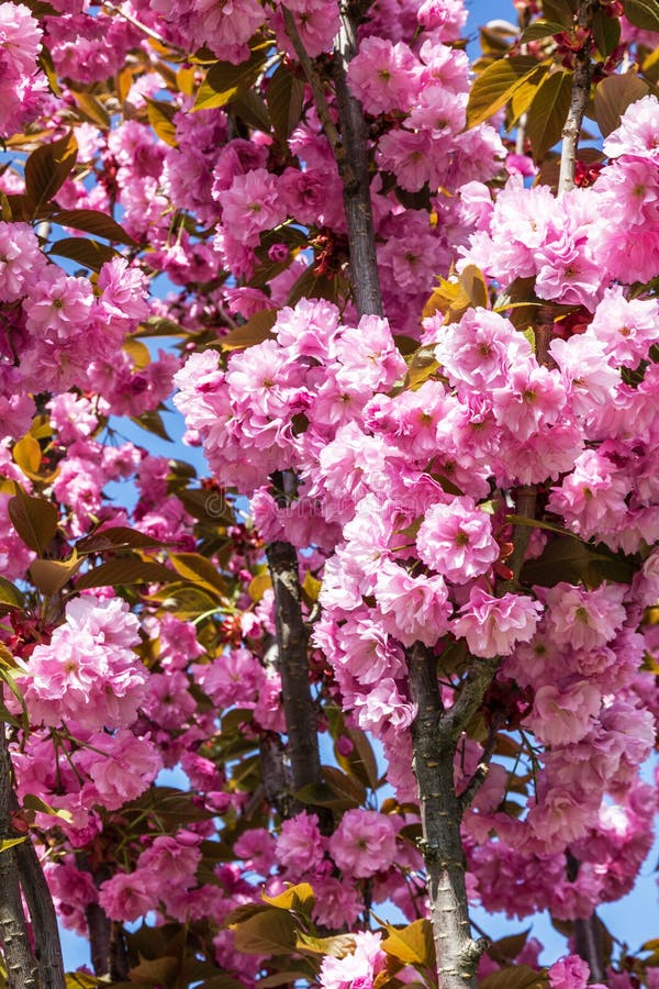 Sakura Pink Flowers in Spring Stock Photo - Image of georgia, blooming ...