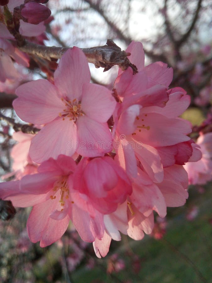 Sakura & pink stock image. Image of sakura, pink - 91365999