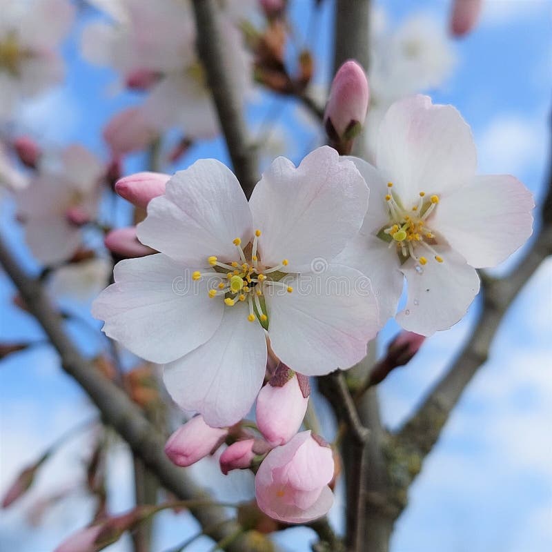 Sakura stock photo. Image of blossom, prunus, branch - 275834230
