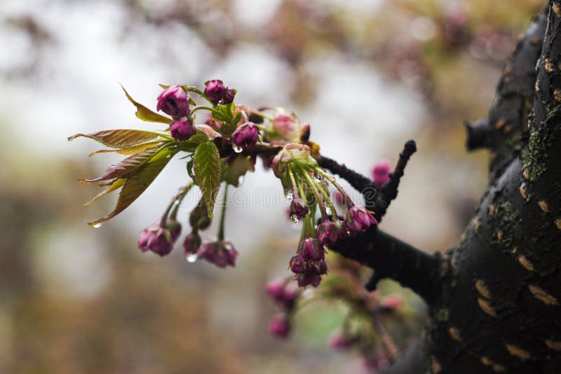 Sakura after Rain, Flowering Tree with Pink Flowers Water Droplets ...