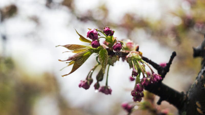 Sakura after Rain, Flowering Tree with Pink Flowers Water Droplets ...