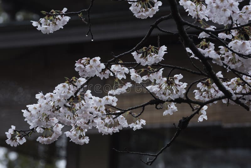 Sakura after Rain, Flowering Tree with Pink Flowers Water Droplets ...