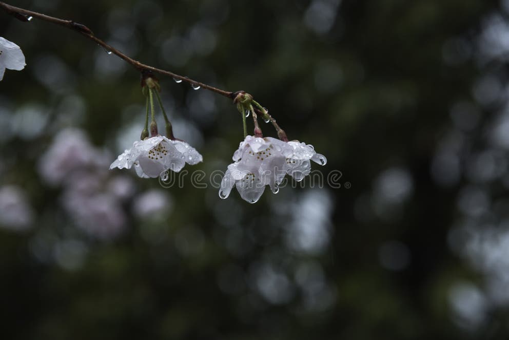 Sakura after the rain stock photo. Image of sakura, flowers - 90375756