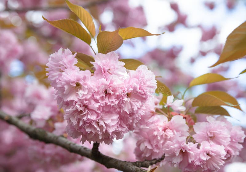 Sakura Rama De Cherry Blossom Foto de archivo - Imagen de detalle, cubo ...