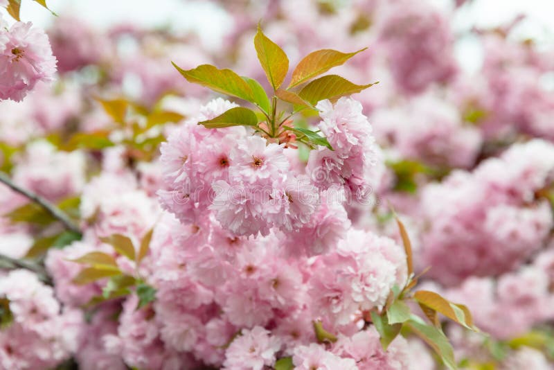 Sakura Rama De Cherry Blossom Foto de archivo - Imagen de flores, flora ...