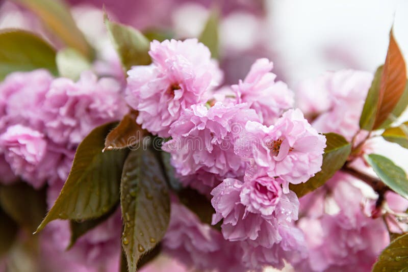 Sakura Rama De Cherry Blossom Imagen de archivo - Imagen de suave ...