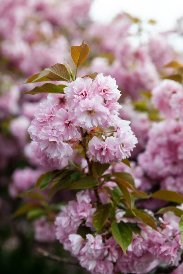 Sakura Ramo De Cherry Blossom Foto de Stock - Imagem de pomar, floral ...