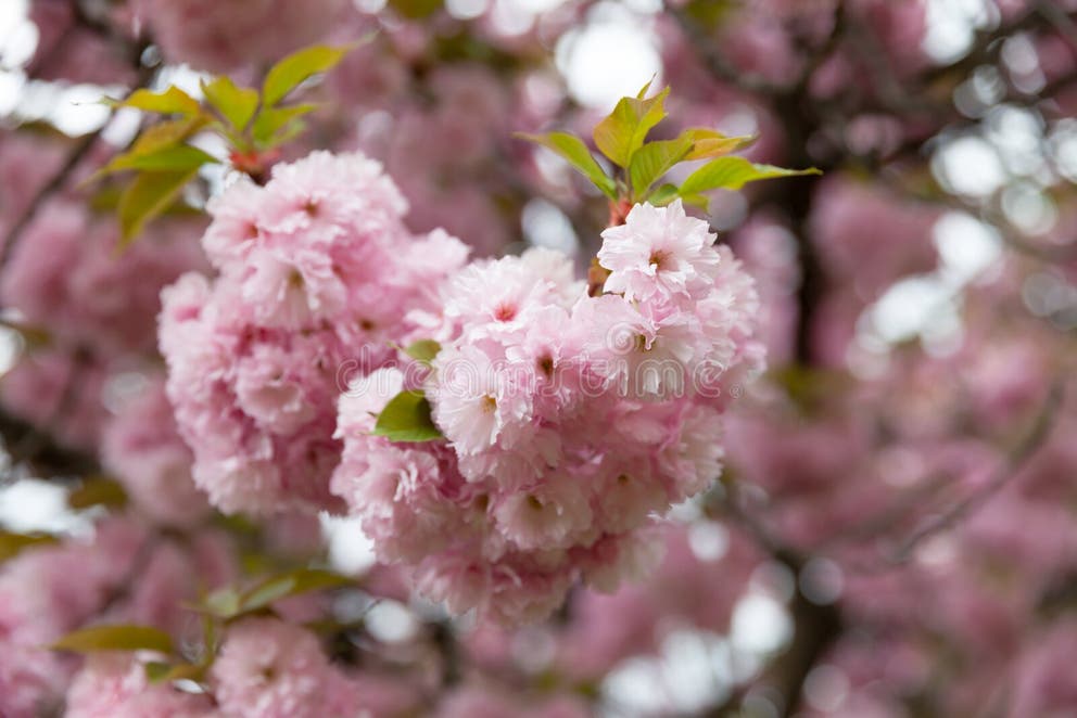 Sakura Ramo De Cherry Blossom Imagem de Stock - Imagem de florescer ...