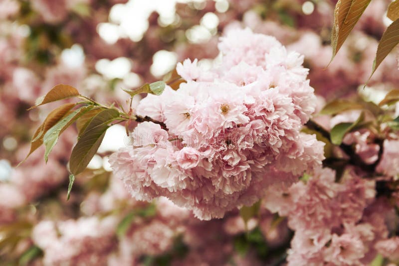 Sakura Ramo De Cherry Blossom Foto de Stock - Imagem de flor, oriental ...