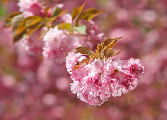 Sakura Ramo Di Cherry Blossom Fotografia Stock - Immagine di fresco ...