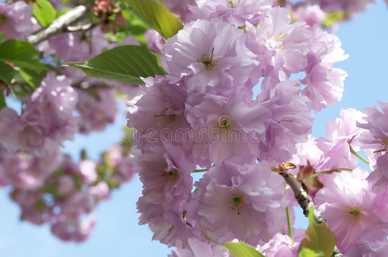 Sakura rose photo stock. Image du accroissement, neuf - 40148268