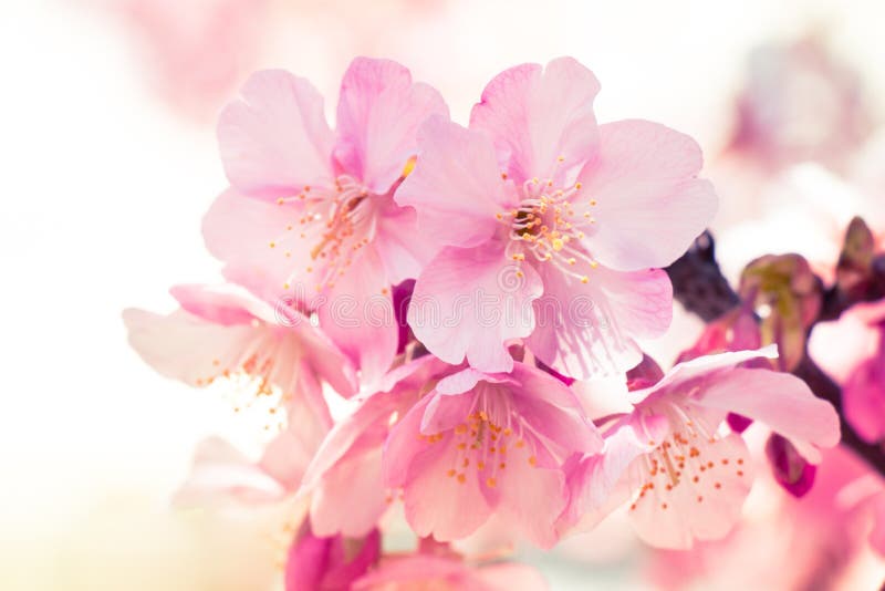 Sakura Rose, Cherry Blossom, Est La Fleur La Plus Belle Photo stock ...