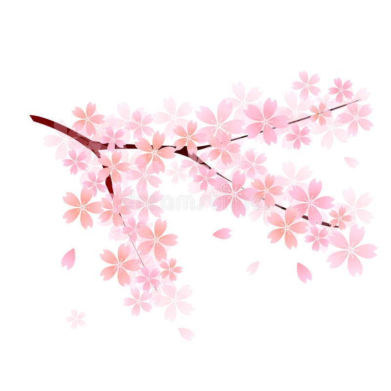 Sakura Sakura spring stock vector. Illustration of plant - 36036582