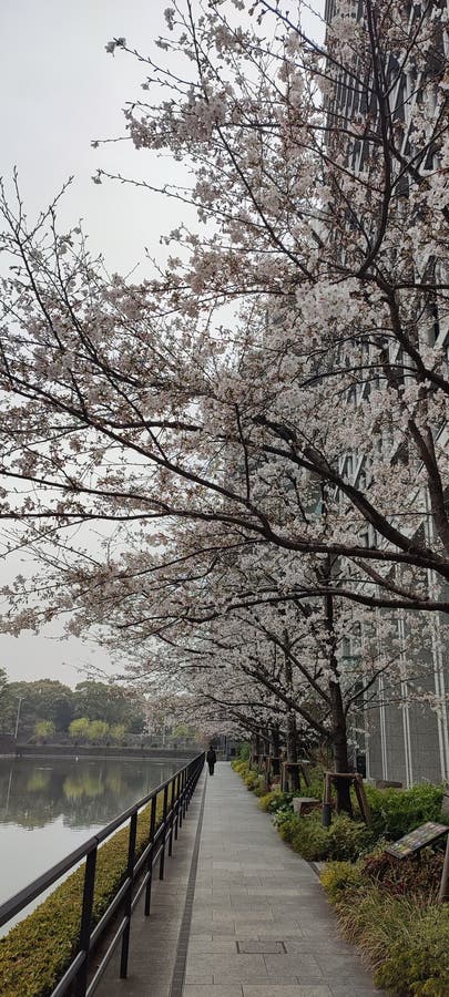 Sakura on the side lake stock image. Image of boat, diving - 278661199