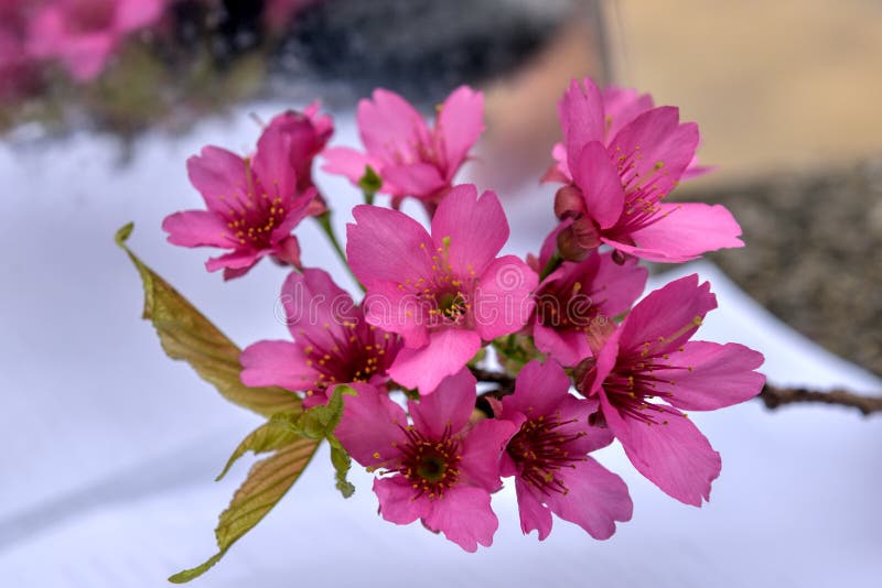 Sakura in Spring stock image. Image of asia, attraction - 83268147