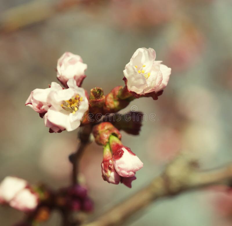 Sakura in the Spring Garden. Stock Image - Image of nature, pink: 54615129