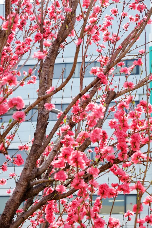 Sakura on the Street in Tokyo Stock Image - Image of capital, outdoors ...