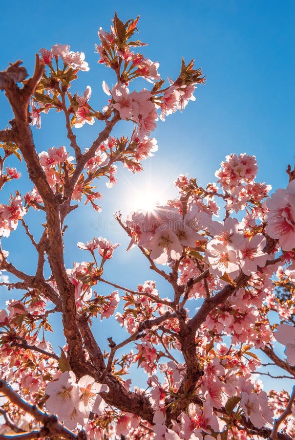 Sakura in the Sun. Spring Flowering Stock Photo - Image of petal, blue ...