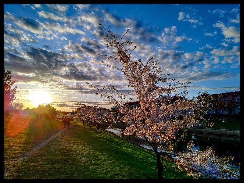 Sakura stock photo. Image of tree, sunset, river, sakura - 117819582