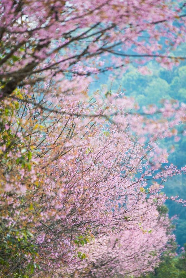 Sakura, Thai Cherry Blossom in Garden Stock Image - Image of sakura ...