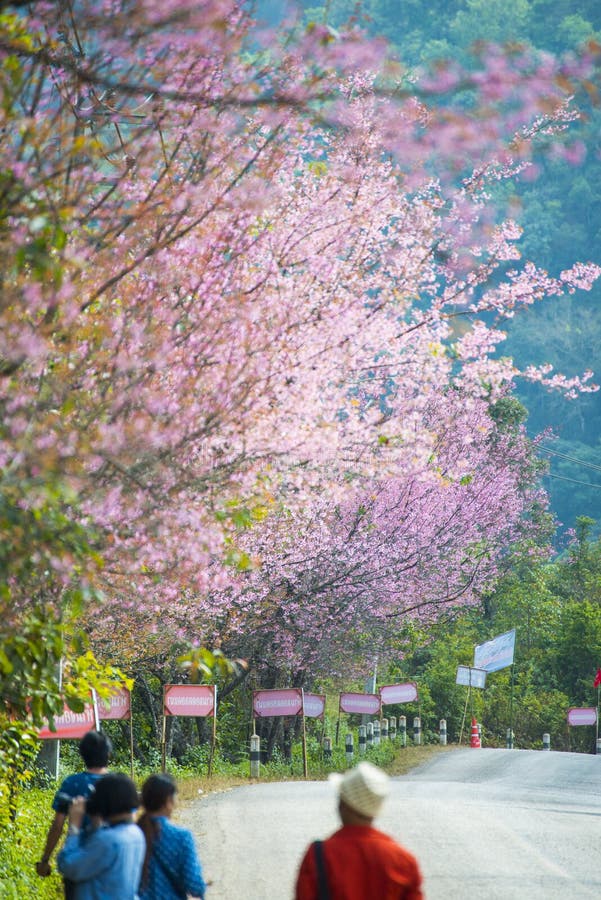 Sakura, Thai Cherry Blossom in Garden Stock Photo - Image of sakura ...
